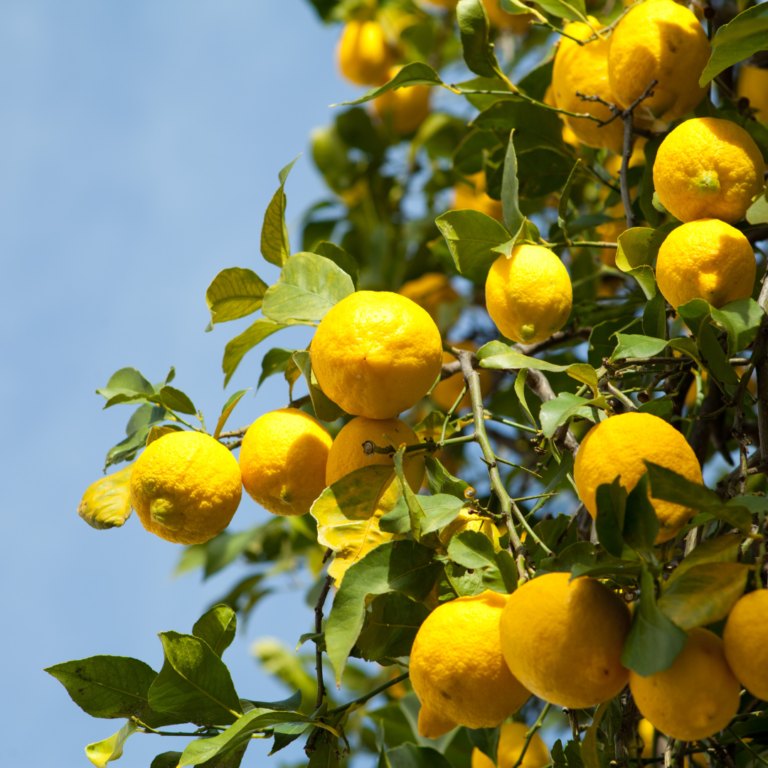 Lemon Tree Harvest | Tips and Recipes, Blog