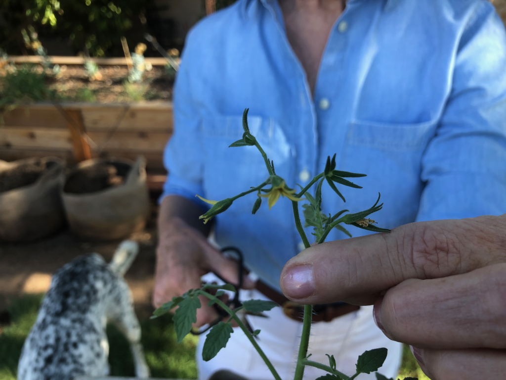 Transplanting Tomatoes in 7 Easy Steps Blog